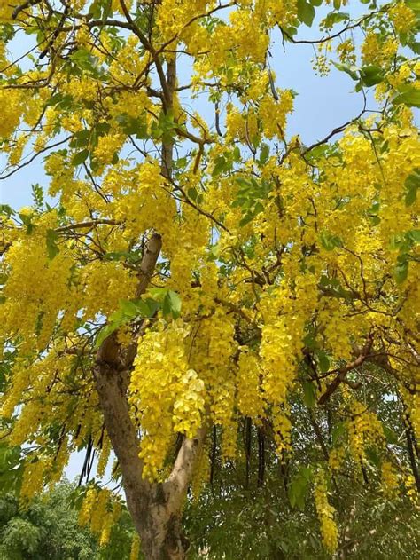 Amaltas Grow Green Heaven