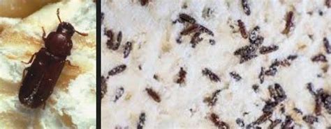 Rust Red Flour Beetles A Pest That Affects Milling Austin Nyawade