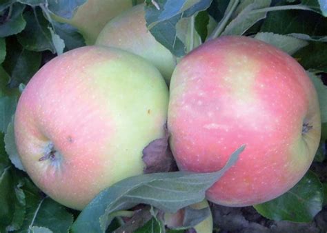 Roter James Grieve Agro Car