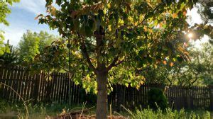 Overcoming Tree Transplant Shock