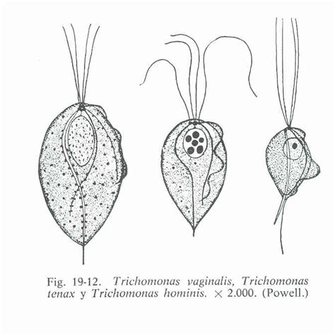 Trichomonas Hominis Trophozoite And Cyst