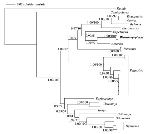 bayesian inference and maximum likelihood inference tree gtr g i