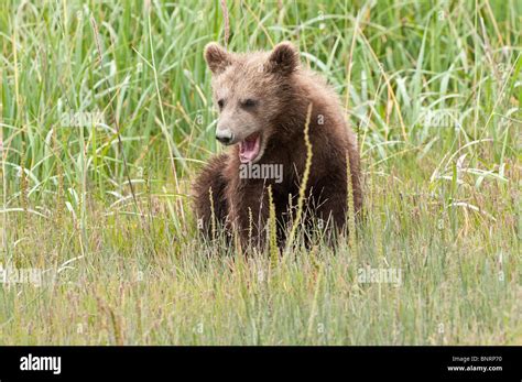 Latino Bear Cub