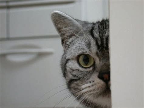 おいおいおまえは人間かと突っ込みたくなるおもしろ猫画像25選 猫画像どっと 猫ブログ Felinos