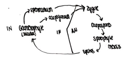 Botany Exam 3 Flashcards Quizlet