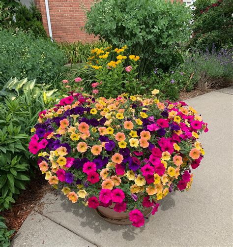 Supertunia Honey Petunia Hybrid