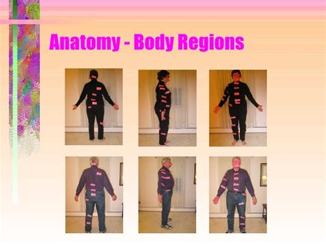 Anatomy Regions Of The Body Anatomy Quadrants And Regions Organs