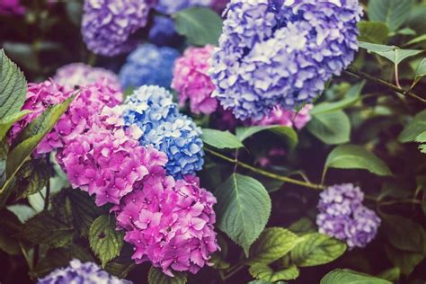 Foto Contoh Bahan Alam Yang Merupakan Indikator Asam Basa