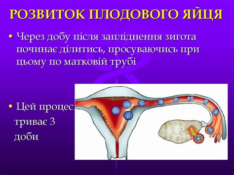 Фізіологія вагітності Перинатальна охорона плода презентация онлайн