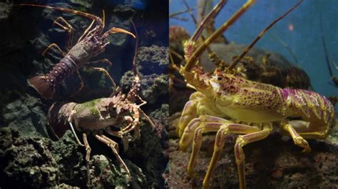 How Do Lobsters Communicate? - Online Field Guide