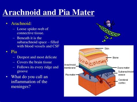 Ppt Brain Stem Powerpoint Presentation Free Download Id 3772692
