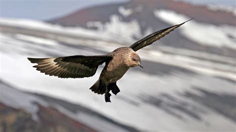 Antarctic Birds A Guide To Bird Watching In Antarctica Antarctica