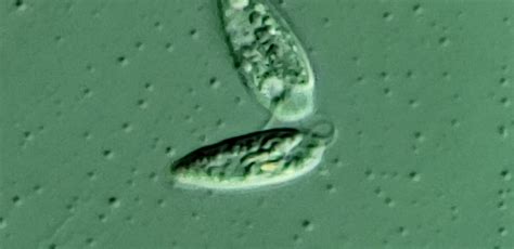 Cryptomonas Ehrenberg 1831