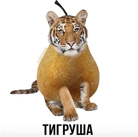 Funny Tiger Meme