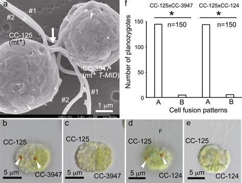 Spatial Positioning Of The Mating Structure In The Mating Type Reversed