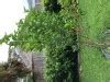 Forum How To Prune Dwarf Mulberries