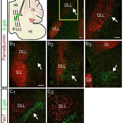 Pdf Molecular Characterization Of The Mouse Superior Lateral
