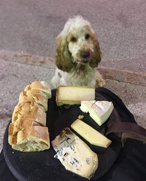 Murray Cocker Spaniel Home Facebook