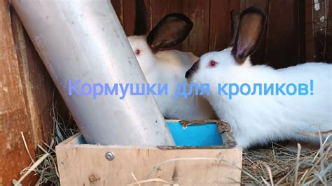 КОРМУШКА за 40 рублей/ кормушки для кроликов своими руками. - YouTube