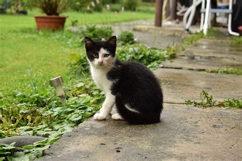 超过 50000 张关于“kitty Cats”和“猫”的免费图片 Pixabay