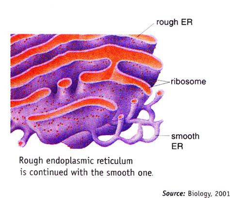 Structure And Function Of Cell Organelle Endoplasmic Reticulum New