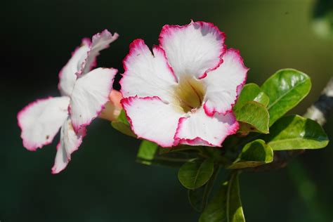 Adenium Obesum 꽃들 정원 Pixabay의 무료 사진 Pixabay