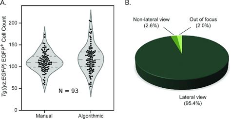 Algorithmic Versus Manual Counting Of Egfp Neutrophils A Violin