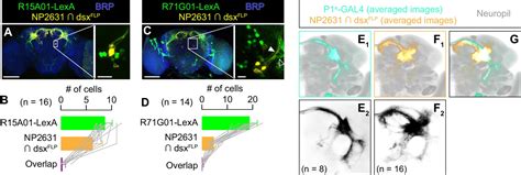 Sex Determining Genes Distinctly Regulate Courtship Capability And