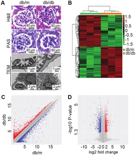 microarray analysis revealed degs between db db mice and db m mice a