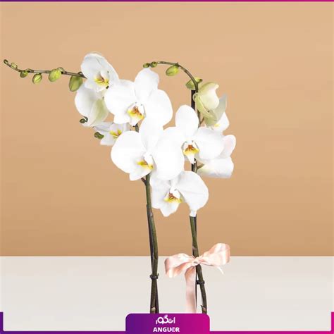 خرید آنلاین گلدان ارکیده سفید تک شاخه پر گل سایت گلفروشی انگور