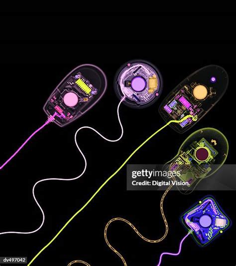 Computer Mouse Shapes