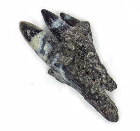 The Fossil Forum Fossils Paleontology And Science