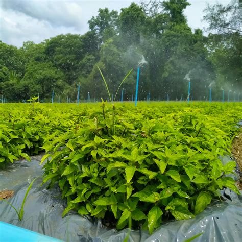 Wild Java Tea 60 Teabags Kumisukuchin Orthosiphon Aristatus Cat Whiskers Krittiya Garden World