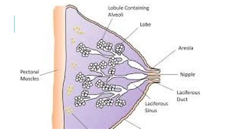 Lactation Management And Breast Vkpptx