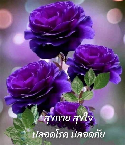 ดอกไม้สีม่วงสวยๆสำหรับวันเสาร์