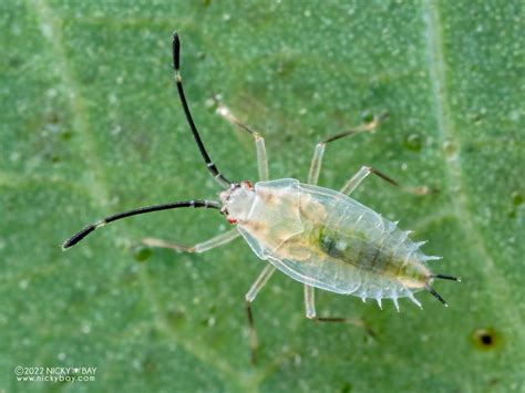 Lace Bug Nymph Vatiga Illudens Pa080007 Host Plants M Flickr