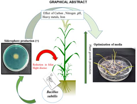 Optimizing Siderophore Production In Bacillus Subtilis To Enhance Seed Germination And