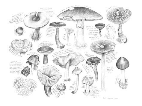 Pin By Katie Fischer On Sketch Board Fungi Illustration Mushroom