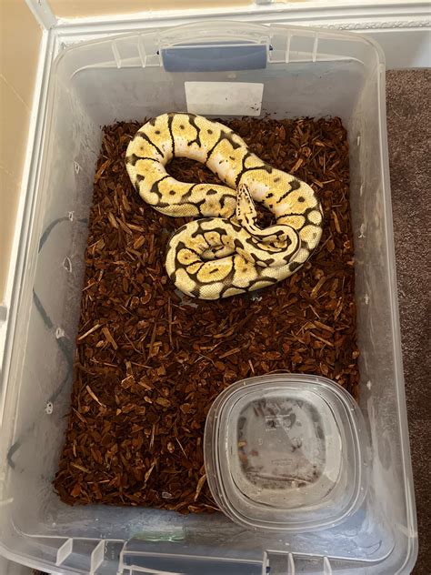 My Beautiful Girl Marshmallow Ball Pythons Morphmarket Reptile