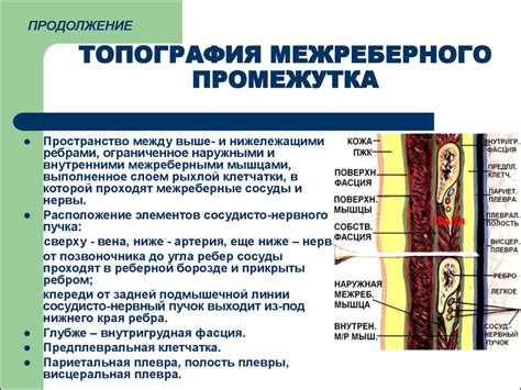 Топографическая анатомия и оперативная хирургия груди - презентация онлайн