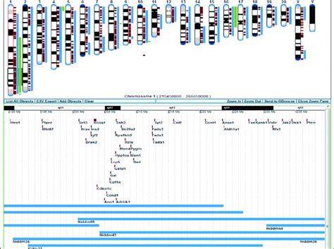 Genome Viewer Gviewer A Gviewer Result For Insulin Keyword Search