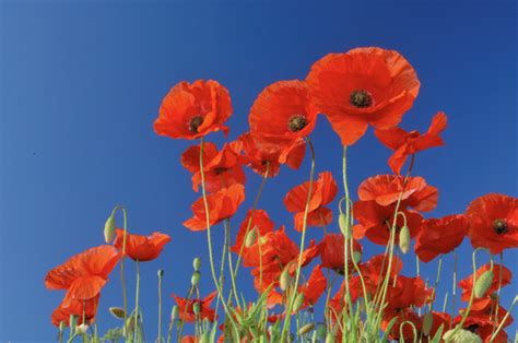 마약용 ‘양귀비 연이어 적발… 관상용도 있다는데 차이점은 당신의 건강가이드 헬스조선