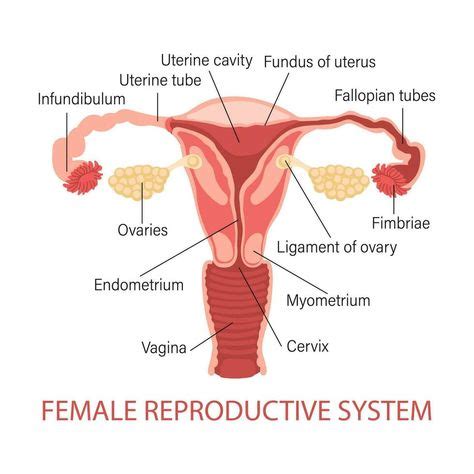 Sistema Reproductor Femenino Dibujo