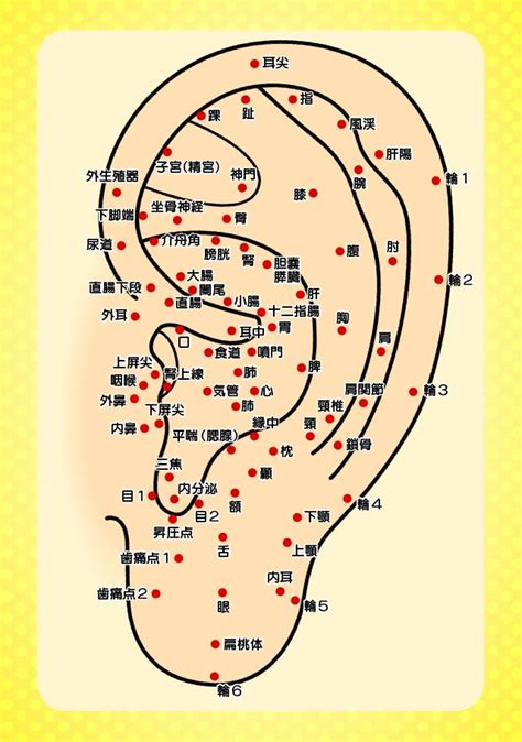 耳つぼ 図解画像 耳のツボ 図解わかりやすい Qjmpt