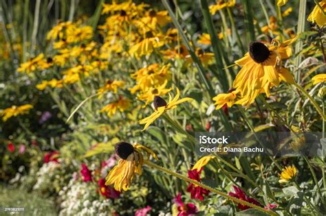 결혼식 인사말 배경입니다 정원에 노란 꽃 복사 공간이 있는 배경 기프트 카드 사진 사랑의 상징 정원 꽃 포스터 배경입니다 꽃이 클로즈업 텍스트를 위한 공간 0명에 대한 스톡