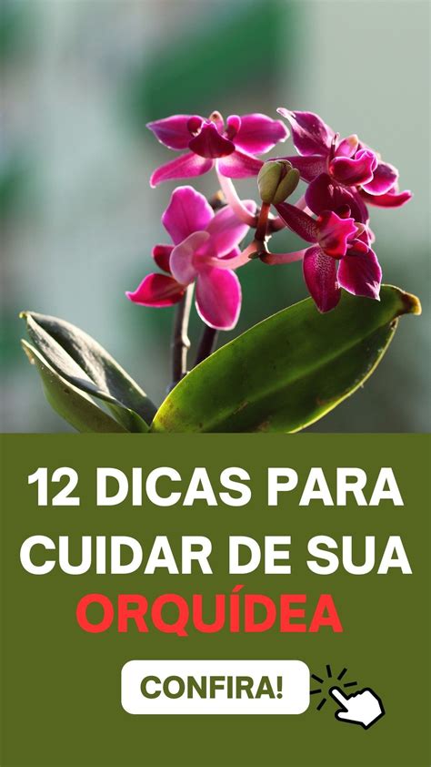 Como Cuidar De OrquÍdeas 12 Dicas Para Os Apaixonados Por Flores