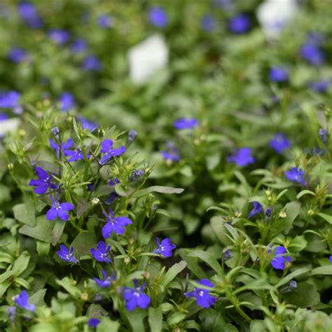 Lobelia Erinus Riviera Midnight Blue Lucas Greenhouses