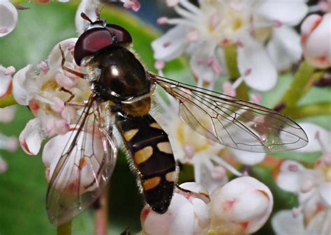 Common Hover Fly From Australia What S That Bug