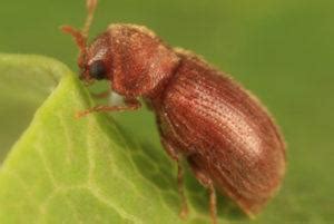 Cigarette Beetle Identification Life Cycle Facts And Pictures