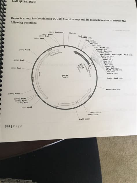 Solved LAB QUESTIONS Below Is A Map For The Plasmid PUC Chegg Com